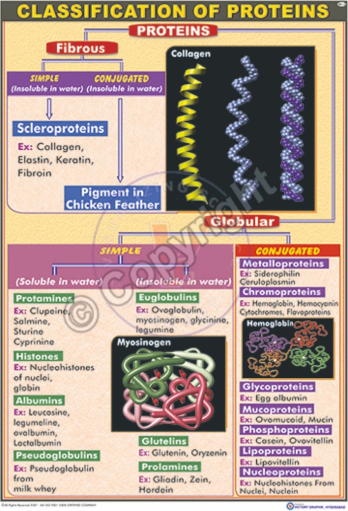 Victory Graphik | BC-2 Classifications of Proteins with examples and ...